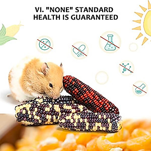 X-pet Hamster Treats and Chinchilla Chew Toys, 100% Natural Corn Suitable for Guinea Pig, Parrot,Bird and Other Small Animals