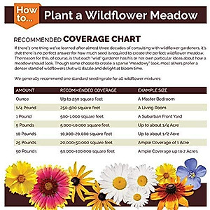 Non GMO Bulk Northeast Wildflower Seed Mix (1 Lb)