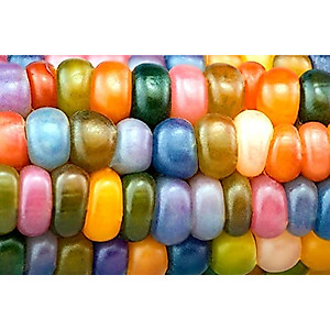 Glass Gem Indian Corn Seeds for Planting - 25+ Seeds - Vibrant Translucent Kernels - Grown in Iowa - A Must Have!