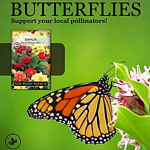 Sow Right Seeds - Dahlia Dwarf Single Mix Flower Seeds for Planting - Beautiful Flowers to Plant in Your Home Garden - Non-GMO Heirloom Seeds - Rare Mixed Colors to Attract Pollinators - Great Gift