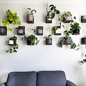 Daniel's Plants Midcentury Modern Gallery Wall Plant Shelf | Pack of 3 Wooden Shelves | L Shaped Floating Shelf Kit | Floating Shelves | Wood Floating Shelf