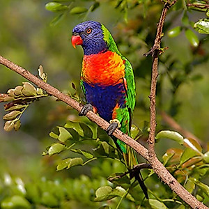 POPETPOP Bird Foot Rings Metal- Parrot Leg Bands Outdoor Fly Training Activity Opening Clip on Accessories for Small Medium Large Birds Training 10pcs