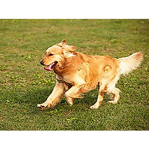 dog anti inflammatory - DOG HIP AND JOINT HEALTH FORMULA - STIFF JOINT SOLUTION - STRONGER BONES - PAIN RELIEF - dog glucosamine and chondroitin supplement small dog - 2 Bottles (240 Treats)