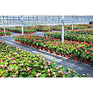 NICOR Lighting VT3(v2) Series 2ft LED Vaportite, 4000K (VT3202SUNV40)