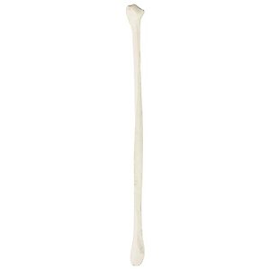 Axis Scientific Fibula Bone Model | Right | Cast from a Real Human Fibula Bone l Lower Leg Bone Model Has Realistic Texture and Important Bony Landmarks | Includes Product Manual