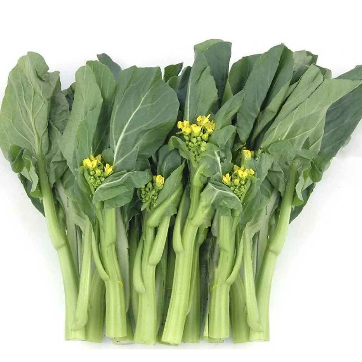 3500 Yu Choy Sum Seeds for Planting - Chinese Flowering Cabbage Seeds | Fast Growing | Heat and Cold Tolerant | Organic Yu Chai/Choi Sum/Chai Sim/Yu Chai Seeds