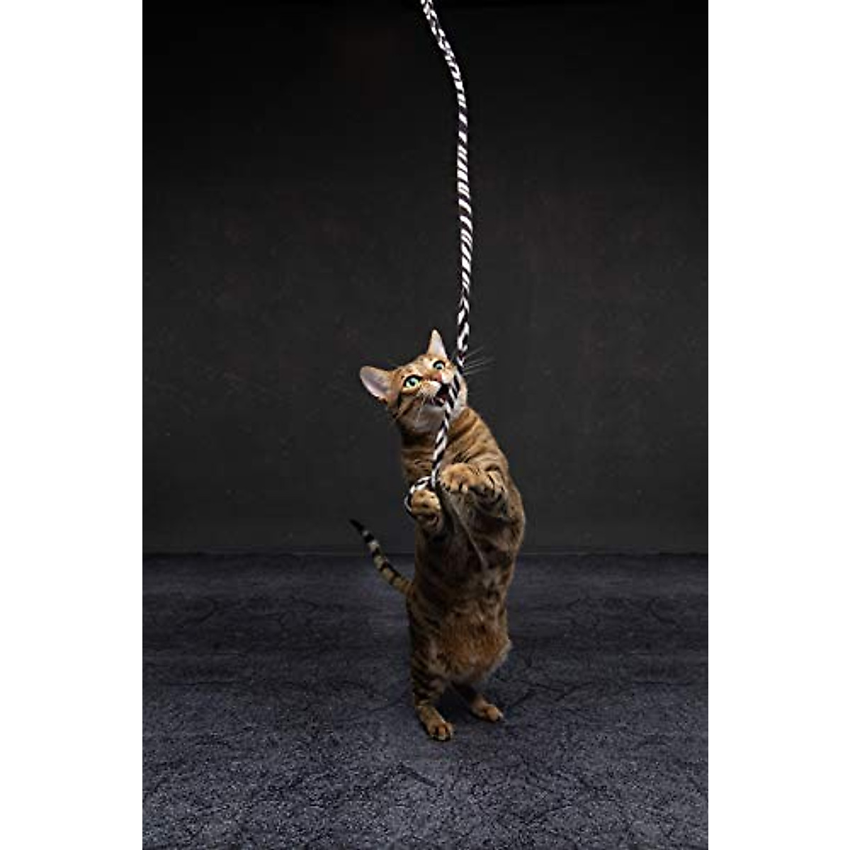 CAT DANCER Jungle Cat Wand 2 Pack, Multi Color (305),Medium Breeds