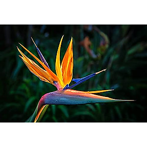 Orange Bird of Paradise Flower Seeds - 5 Seeds to Grow - Great Indoor Tropical Plant or Bonsai - Strelitzia Reginae
