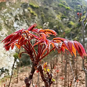 Chinese Mahogany Live Plant Tree Seedings,14-17inch Height Chinese Red Toon Tree Great for Home and Garden Yards Planting