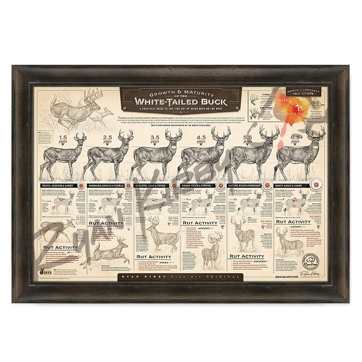 "The Growth & Maturity of the White-tailed Buck" Fine Art Paper Print