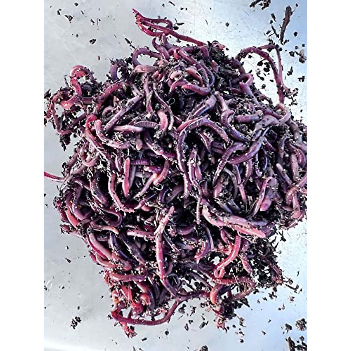 Nature's Dream Ranch 100 Count Live Red Wiggler Earthworms Vermicomposting Garden Red Wrigglers - Farm Composting, Educational, Pet Feed, Kid Experiment EW001-100