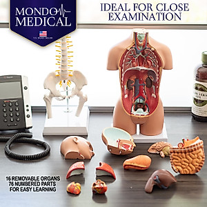 MonMed Human Torso Model – 17in Human Body Model Anatomy Doll with Removable Organs 3D Human Organ Model