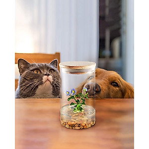 Bloomify Persian Violet (Exacum Affine) - Live Flower Terrarium in Self Sustaining Glass Jar, Maintenance Free and Blooms All-Season, Great Unique Gift and Home Decor, 100% Growth Guarantee