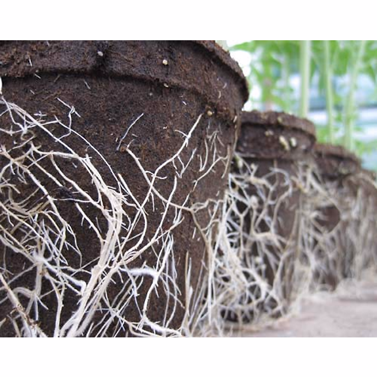 CowPots CP4-12 Square, 4-Inch (12 Pack), Brown