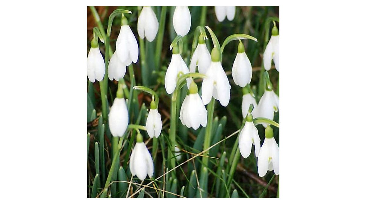 Hardy Snowdrop Seeds: Galanthus Nivalis for Early Spring Gardens