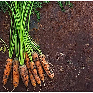 3000 Little Finger Carrot Seeds for Planting Heirloom Non-GMO 5+ Grams Garden Vegetable Bulk Survival