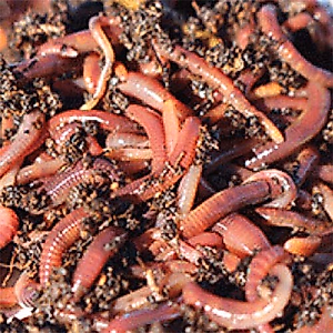 NaturesGoodGuys - Live Red Worms - 300 Red Wigglers