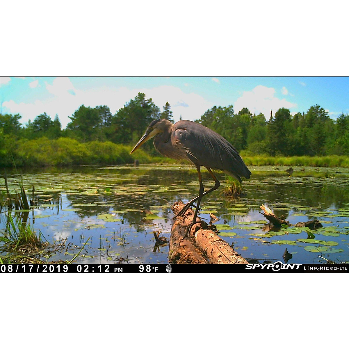 SPYPOINT Link-Micro-LTE Cellular Trail Cameras 10MP with Low-Glow and 32GB Micro SD Card (Link-Micro-LTE)