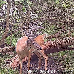 Pure Whitetail | Full Throttle – Mineral Lick | Better Than Deer Salt Lick | Whitetail Deer Plot Vitamin & Mineral Supplement for Antler Growth & Body Development | 5 LB Bag (1)