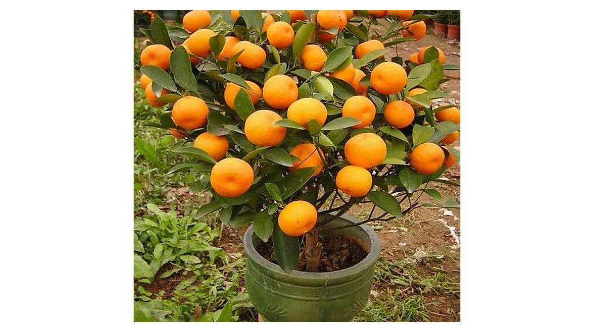 CHUXAY GARDEN Bonsai Orange Tree Seed 20 Seeds Evergreen Fruit Tree ...