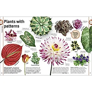 Trees, Leaves, Flowers and Seeds: A Visual Encyclopedia of the Plant Kingdom (DK Our World in Pictures)