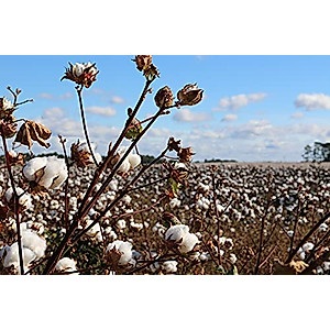 Good Girl Its So Good To Be Bad by Carolina Herrera for Women Eau de Parfum 1.7 oz Spray+Good Girl Spray Vial