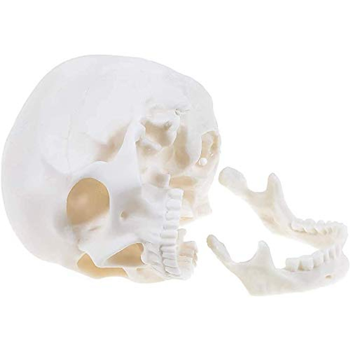 1:1 Human Skull Realistic Life Size Replica Medical Anatomy Model Home Halloween Skull Decorations Art Supplies