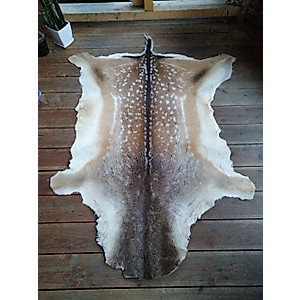 Robert Tartufferie Fallow Deer Skin Fur Hide pelt Rug Taxidermy Hunting Trophy