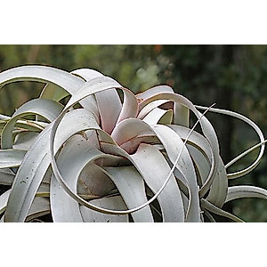 Tillandsia Xerographica Air Plant, Tillandsia Air Plants Live Large Indoor Plants Live Houseplants, Exotic Plants for Succulent Terrarium, Fairy Garden Decor, Succulents Live Plants by Plants for Pets