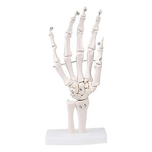 MrHugoo Human Hand Bone Model Human Skeleton Hand Model on Base, Hand Bone,Life Size, Articulated for Medical Study Education Demonstration (Right Hand)
