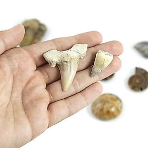 Museum Quality Fossil Collection Kit Featuring Dinosaur Fossils, Ammonites, Trilobite, Shark Tooth, Urchin and Fish Fossil - Collectors Edition Paleontology Set