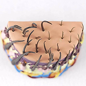 Anatomy Model Anatomical Skin Model - Human Hair Anatomical Magnification Model Growth Process Hair Follicle Anatomy Model - for Medical Educational Aid