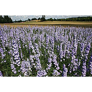 Larkspur Rocket Light Blue Flower Seeds, 250+ Seeds Per Packet, (Isla's Garden Seeds), Non GMO & Heirloom Seeds, Botanical Name: Consolida ajacis, Great Home Garden Gift