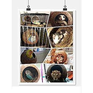 Hanging Bird House with Ladder,Natural Coconut Fiber Shell Bird Nest Breeding for Parrot Parakeet Lovebird Finch Canary,Coconut Hide Bird Swing Toys for Hamster,Bird Cage Accessories,Pet Bird Supplies