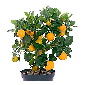 10 Hardy Orange Bonsai Tree Seeds - Cold Tolerant Citrus Seeds with High Germination and Vigor