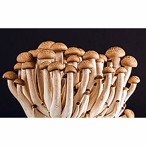 Malt Extract Agar (MEA) Dehydrated, 100 grams