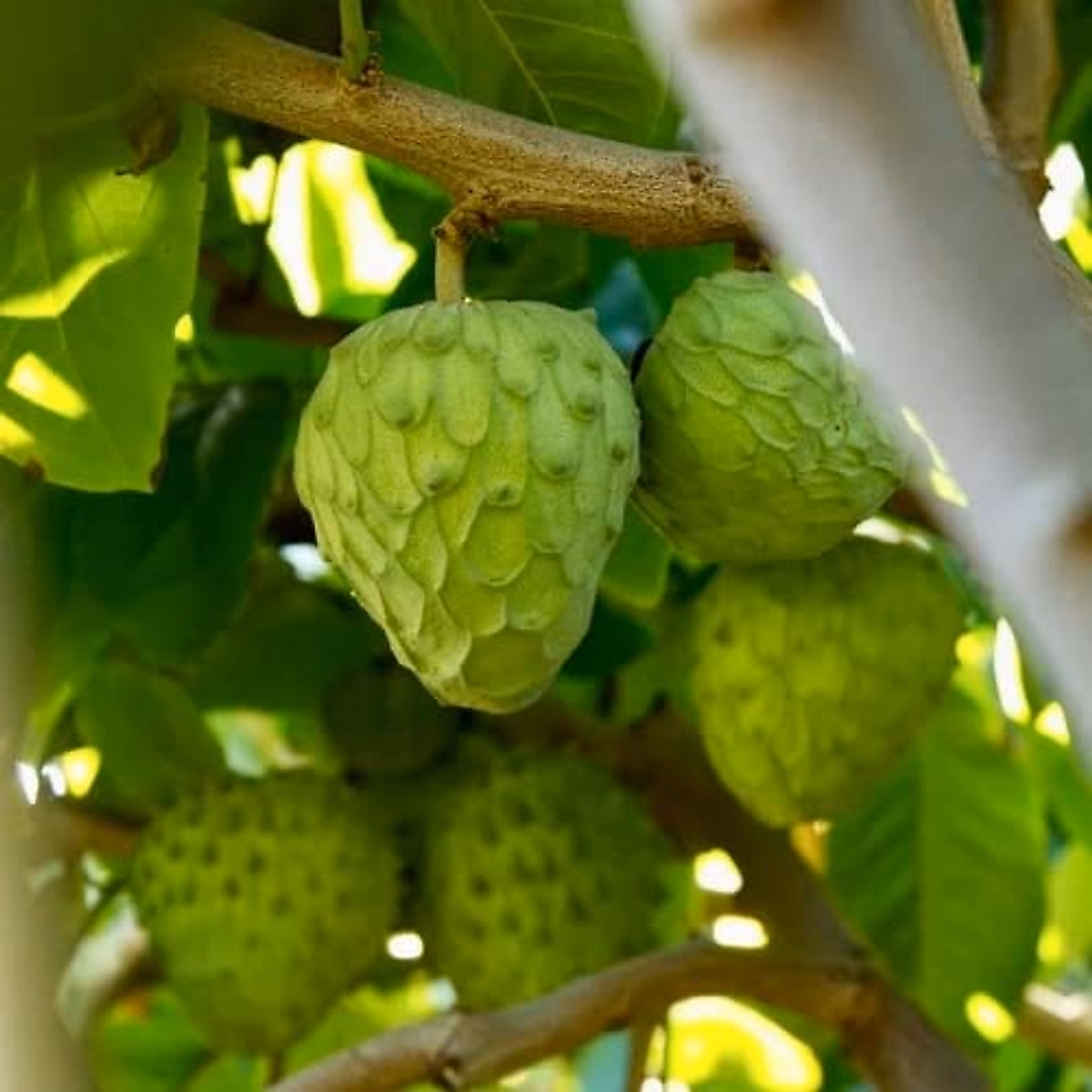 CHUXAY GARDEN Annona Cherimola-Cherimoya,Custard Apple,Sugar Apple Tree 5 Seeds Survival Gear Food Seeds Vegetables Fruit Survival kit Gardening Gifts