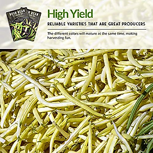 Survival Garden Seeds - Tri-Color Bean Seed for Planting - Packet with Instructions to Plant and Grow Yellow, Purple, and Green Bush Beans in Your Home Vegetable Garden - Non-GMO Heirloom Variety