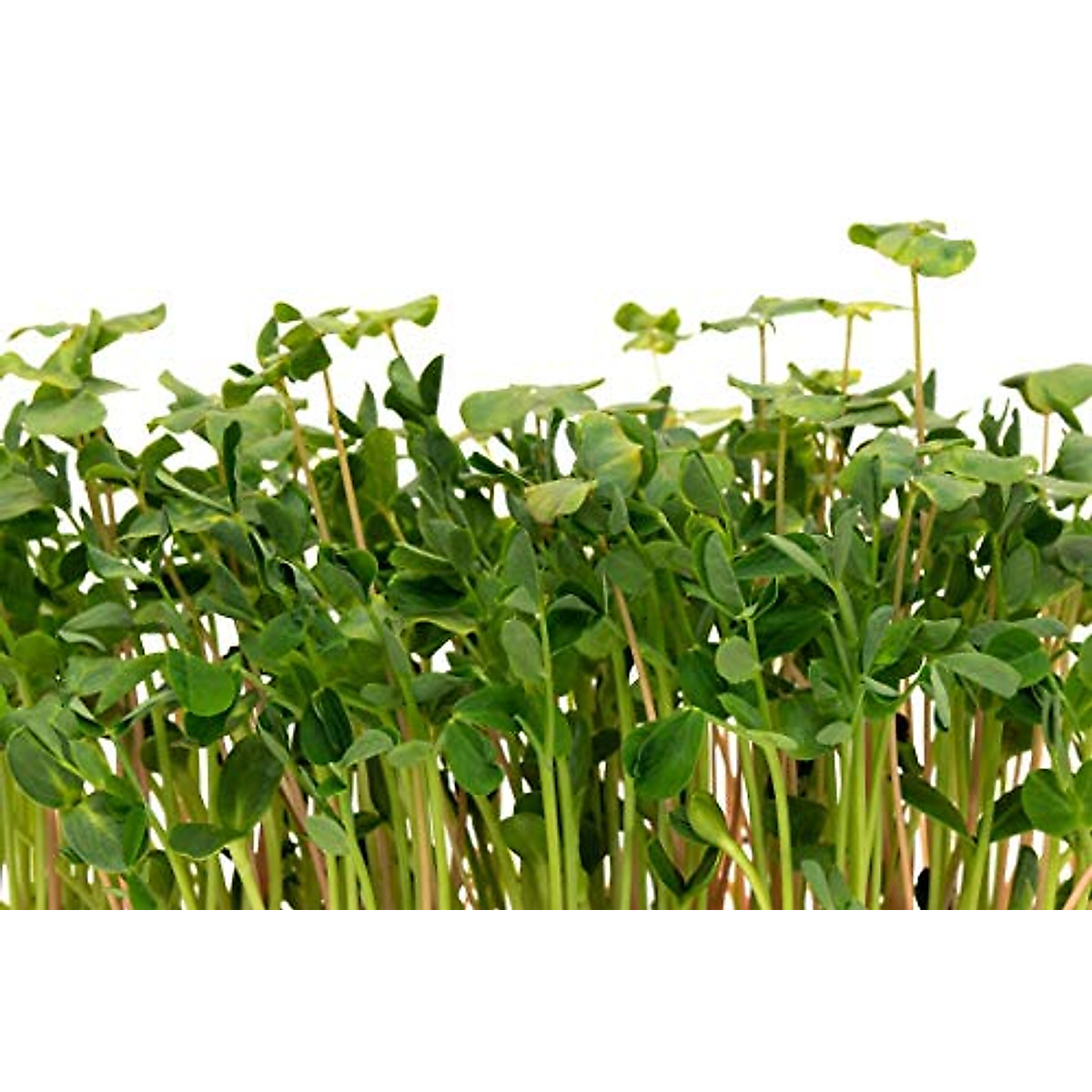"Basic Salad Mix" Microgreens Seeds for Planting, 300+ Premium Heirloom Seeds, Indoor/Outdoor, (Isla's Garden Seeds), Non GMO, 85-90% Germination, Fun Home Garden Gift