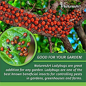 1500 Live Ladybugs - Good Bugs for Garden - Ladybug for Greenhouse - Guaranteed Live
