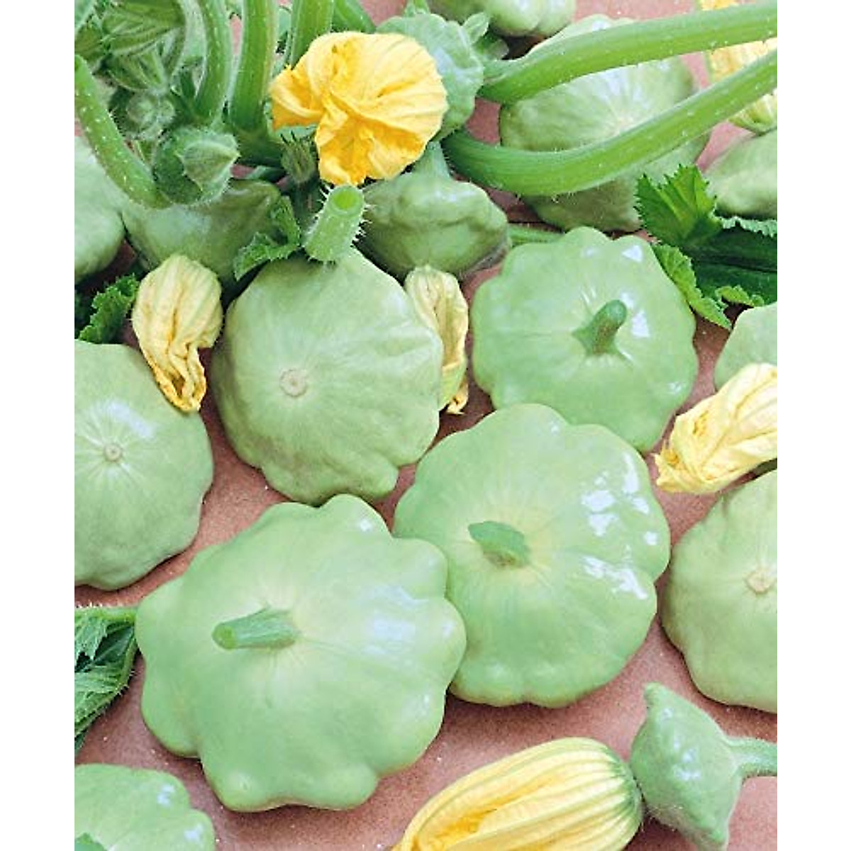 Bennings Green Tint Summer Squash, 30 Heirloom Seeds Per Packet, Patty Pan Squash, Non GMO Seeds, Botanical Name: Cucurbita Pepo, Isla's Garden Seeds