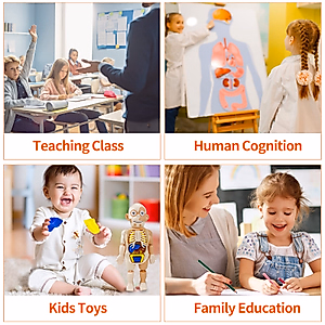 Ynybusi Kids Early Educational Learning Toys Human Organs Model,DIY Assembly Science Kits Toys for Toddlers Boys Girls 3 4 5 6 7 8 Year Old Preschool Learning Toys（17 Pcs）