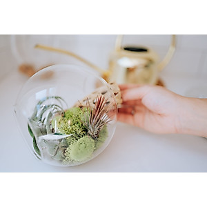 Air Plant Shop 3 Pack 3 Inch Cholla Cactus Holders with Assorted Air Plants- Wholesale and Bulk - Succulents - Live Tillandsia - Easy Care Indoor and Outdoor House Plants