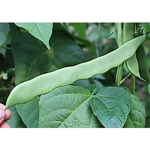 Special! Pole Bean Seeds for Planting Vegetables and Fruits-Chinese Green Bean Seeds 扁豆芸豆.French/Romano Pole Beans.Non GMO Garden Seeds for Home Vegetable Garden-30ct Helda Bean,15g