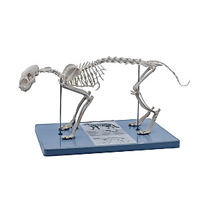Adult Cat Skeletal System, Anatomical Model, 8.25" Tall - Life Size Domestic Shorthair - Medical Quality, Mounted to Base - Eisco Labs