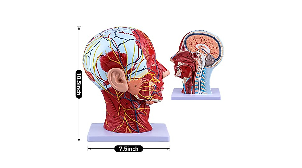 Ultrassist Human Anatomical Half-Head Model for Education