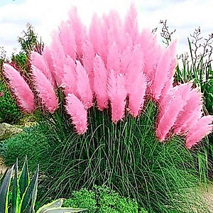 Mggsndi 300Pcs Cortaderia Selloana Seeds Pampas Grass Home Garden Balcony Bonsai Decor - Heirloom Non GMO - Seeds for Planting an Indoor and Outdoor Garden Pink Cortaderia Selloana Seeds
