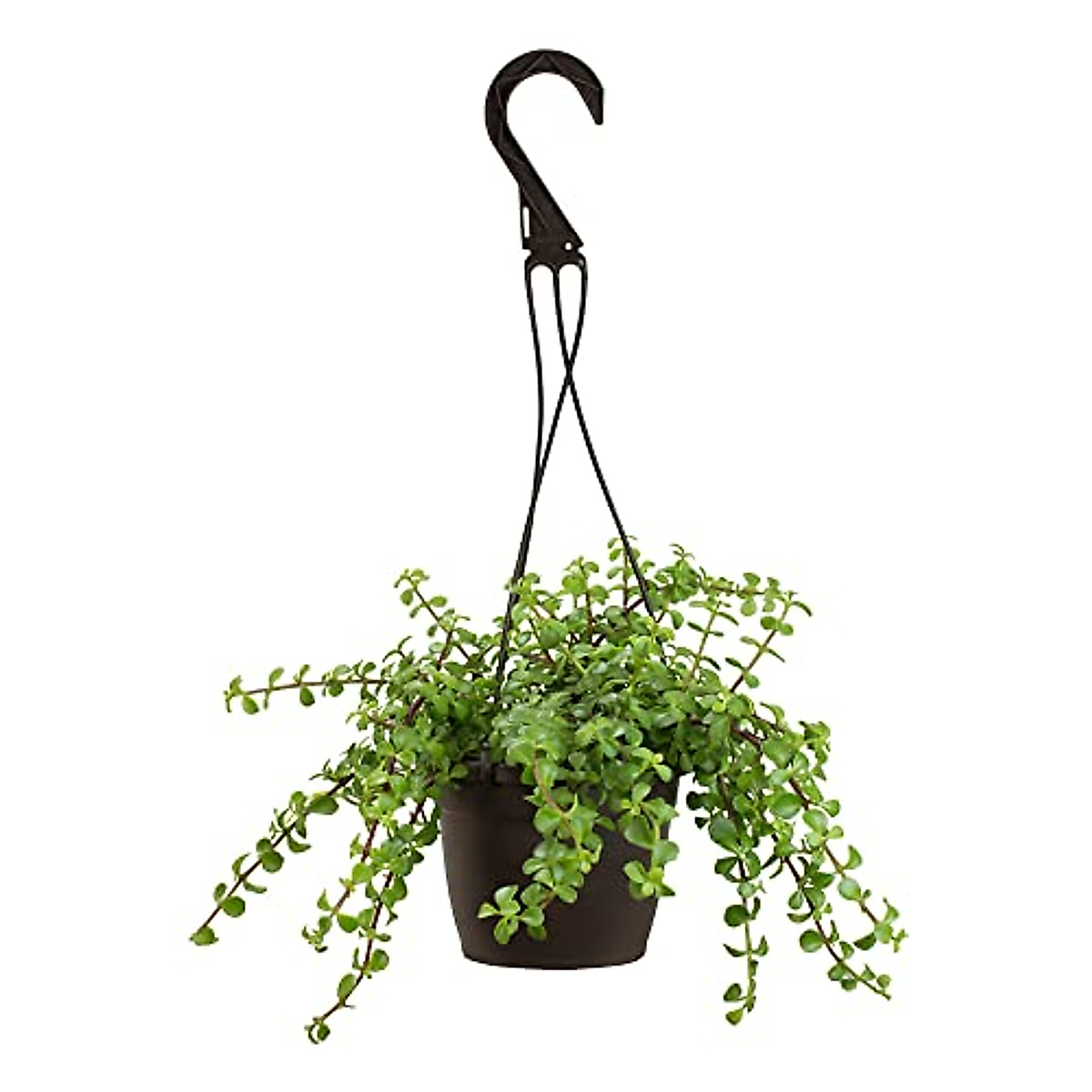 Trailing Elephant Bush Succulents, Hanging Plants Live Succulents Plants Live Houseplants, Hanging Planter Basket, Mini Succulents Live Plants Indoor Plants in Plant Basket by Plants for Pets