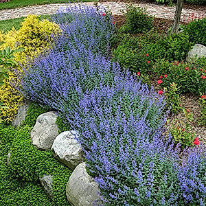 Catmint Seeds- 'Blue Wonder'-(Nepeta Mussinii)-Compact, Heat Tolerant,Perennial,Hardy,Excellent Groundcover! 25 Seeds-QAUZUY GARDEN