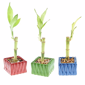 NW Wholesaler - 4" Live Lucky Bamboo Plant - Bundle of 20 Stalks - Live Indoor Houseplants for Home Decor, Live Bamboo Plant, Indoor Low Light Plants, Feng Shui (20)